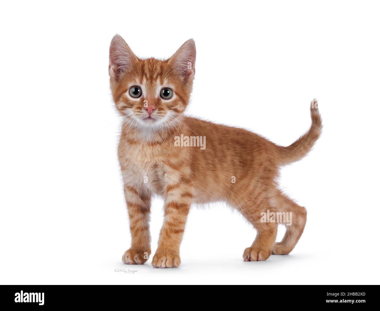 Cute little red house cat, standing side ways. Tail fierce up. Looking ...