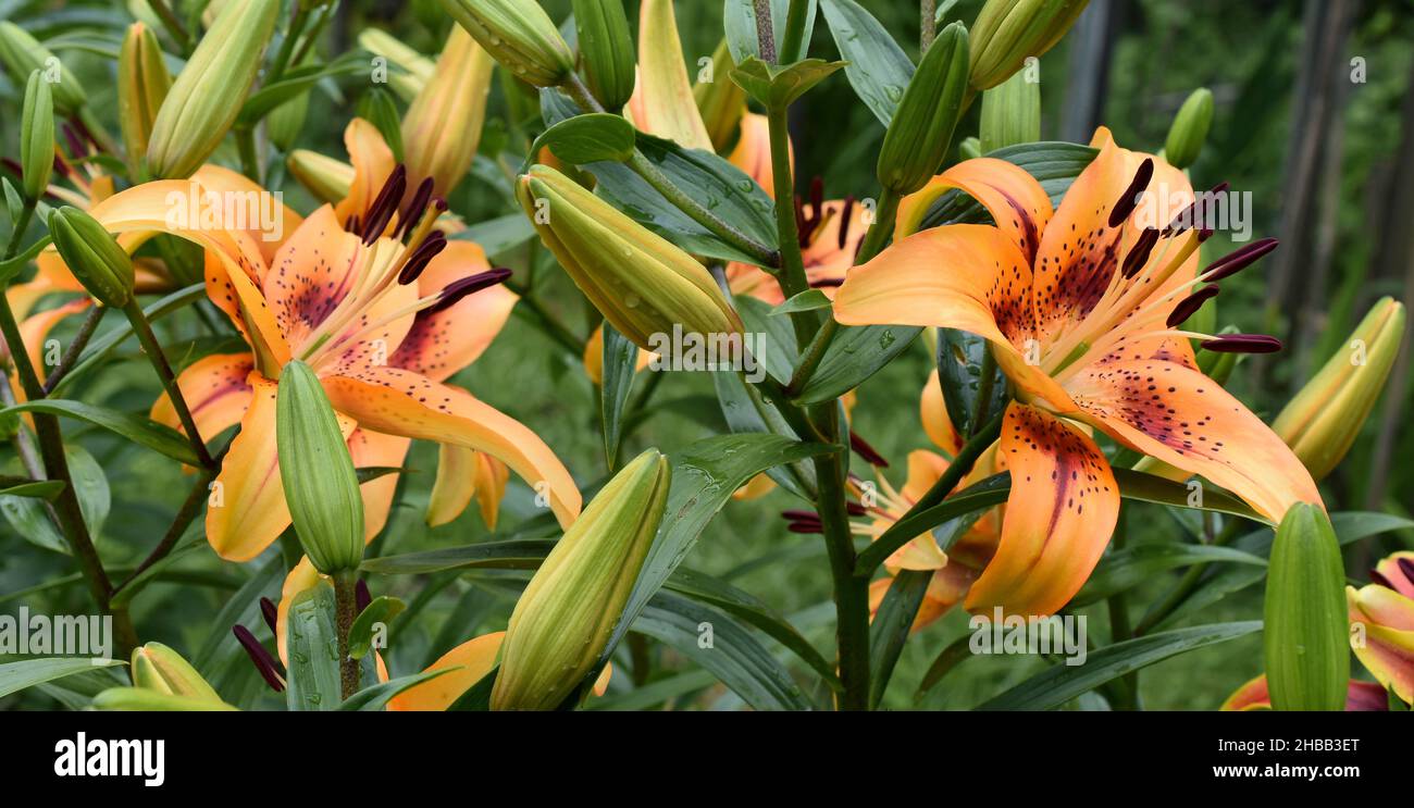 Zoom de fleurs hi-res stock photography and images - Alamy