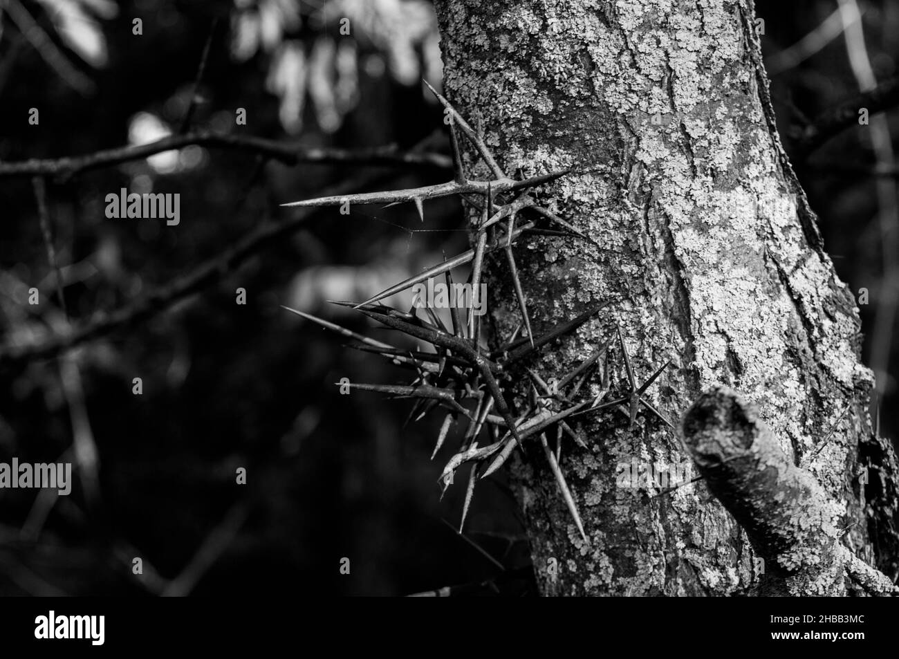 Grayscale of spines on a tree bark Stock Photo - Alamy