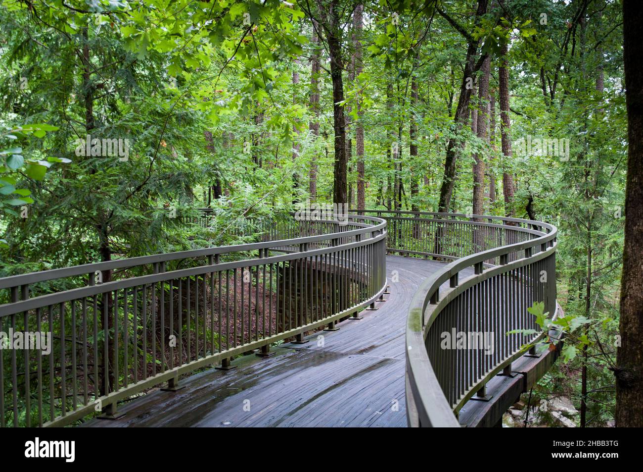 Wooden elevated platform in a forest Stock Photo - Alamy