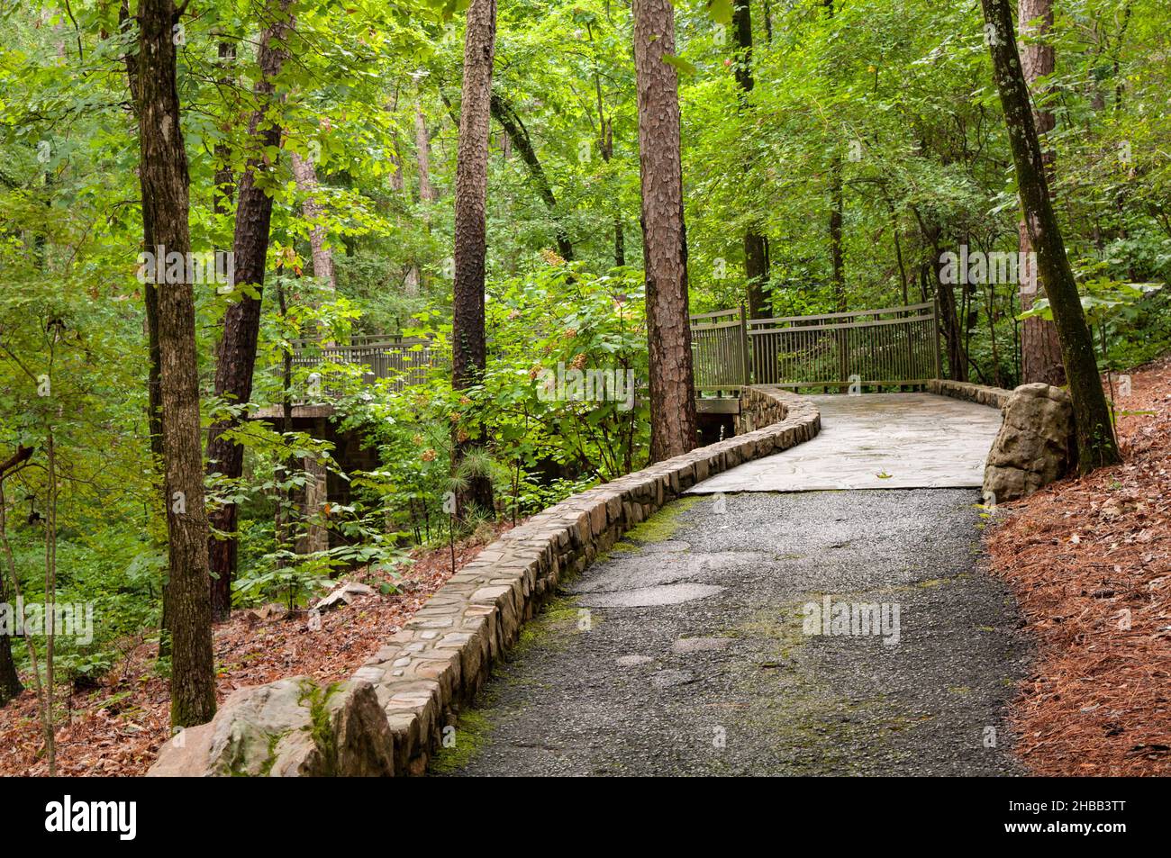 Pathway in a green forest with tall trees Stock Photo - Alamy