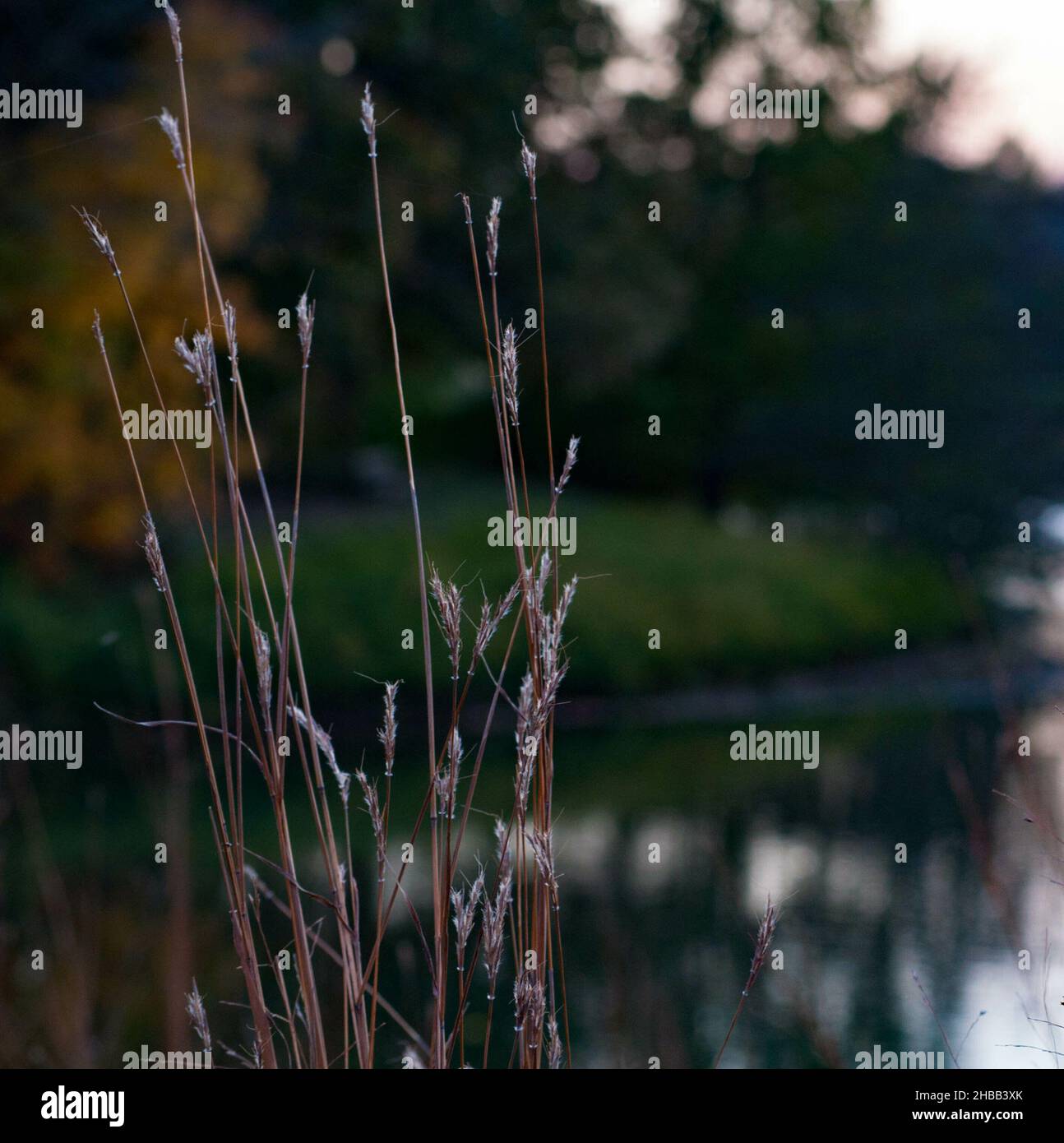 Selective of weed by the lake Stock Photo - Alamy