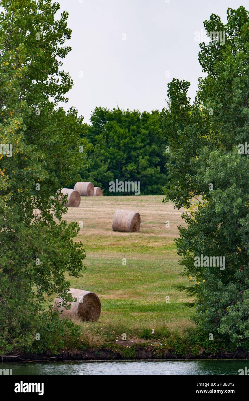 Landscape of round haystacks in a field from the branches of trees ...