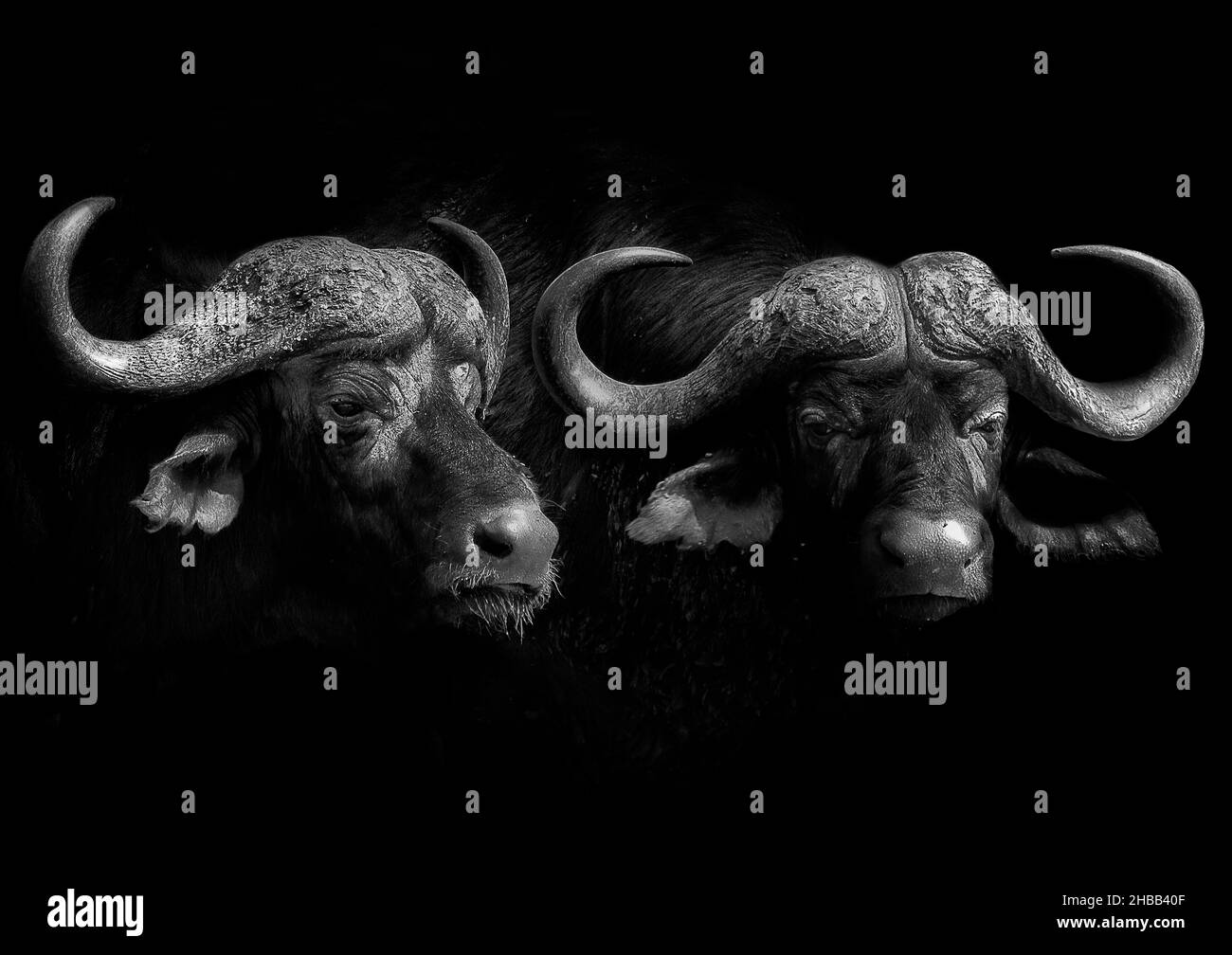 Cape buffalo close up portrait Black and White Stock Photos & Images ...