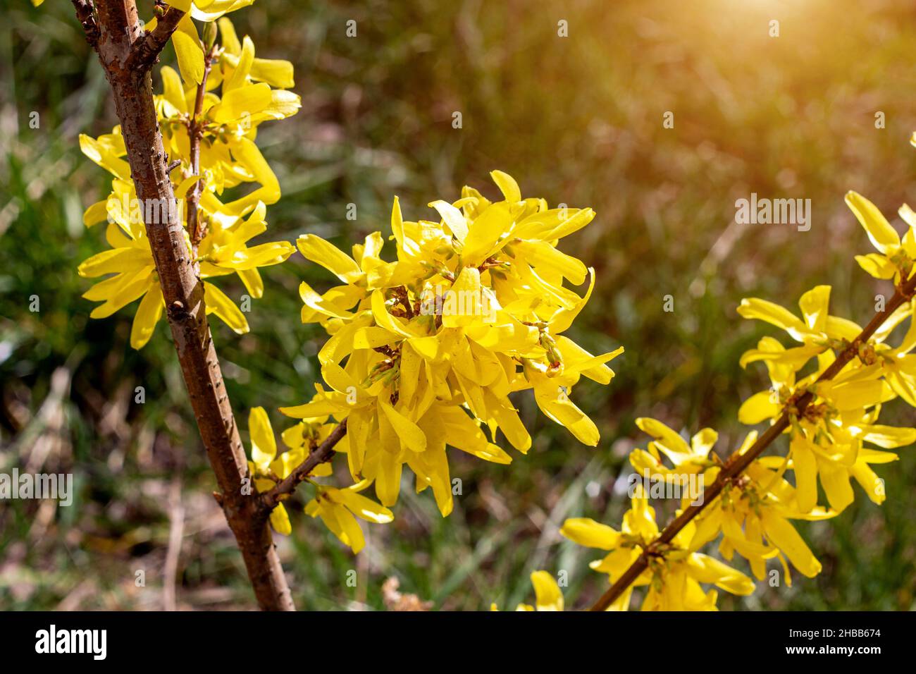 Bright yellow Forsythia bush flowers in the garden in spring season ...