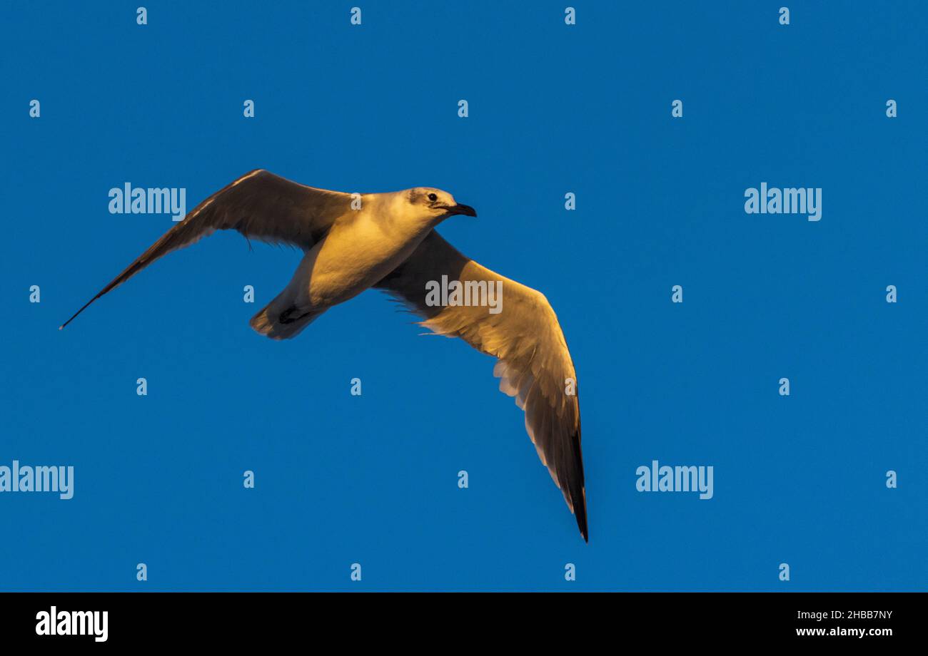 Low angle shot of a white Albatros flying with fully opened wings under ...