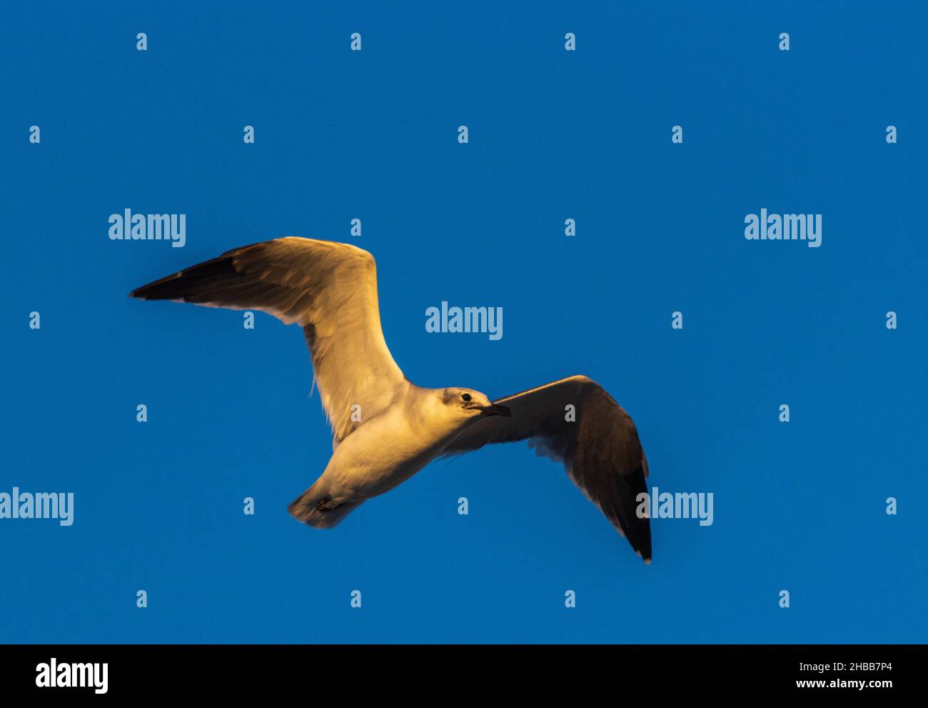 Low angle shot of a white Albatros flying with fully opened wings Stock ...