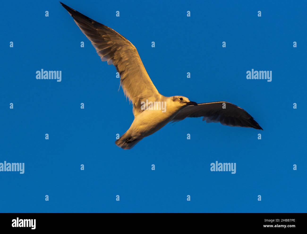 Low angle shot of a white Albatros flying with fully opened wings with ...