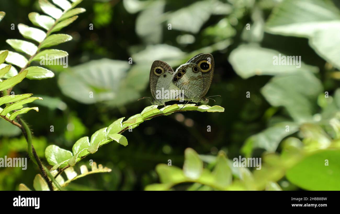 White fourring hi-res stock photography and images - Alamy