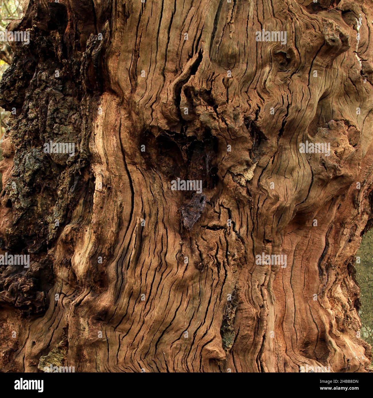 Heart of Oak, an ancient tree in Suffolk Stock Photo - Alamy