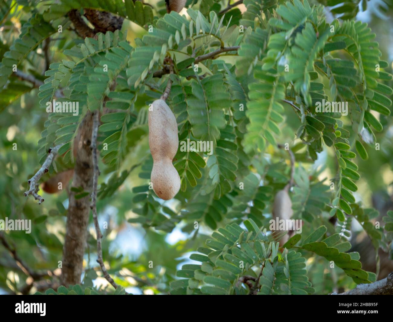 tamarind on the tree Stock Photo - Alamy