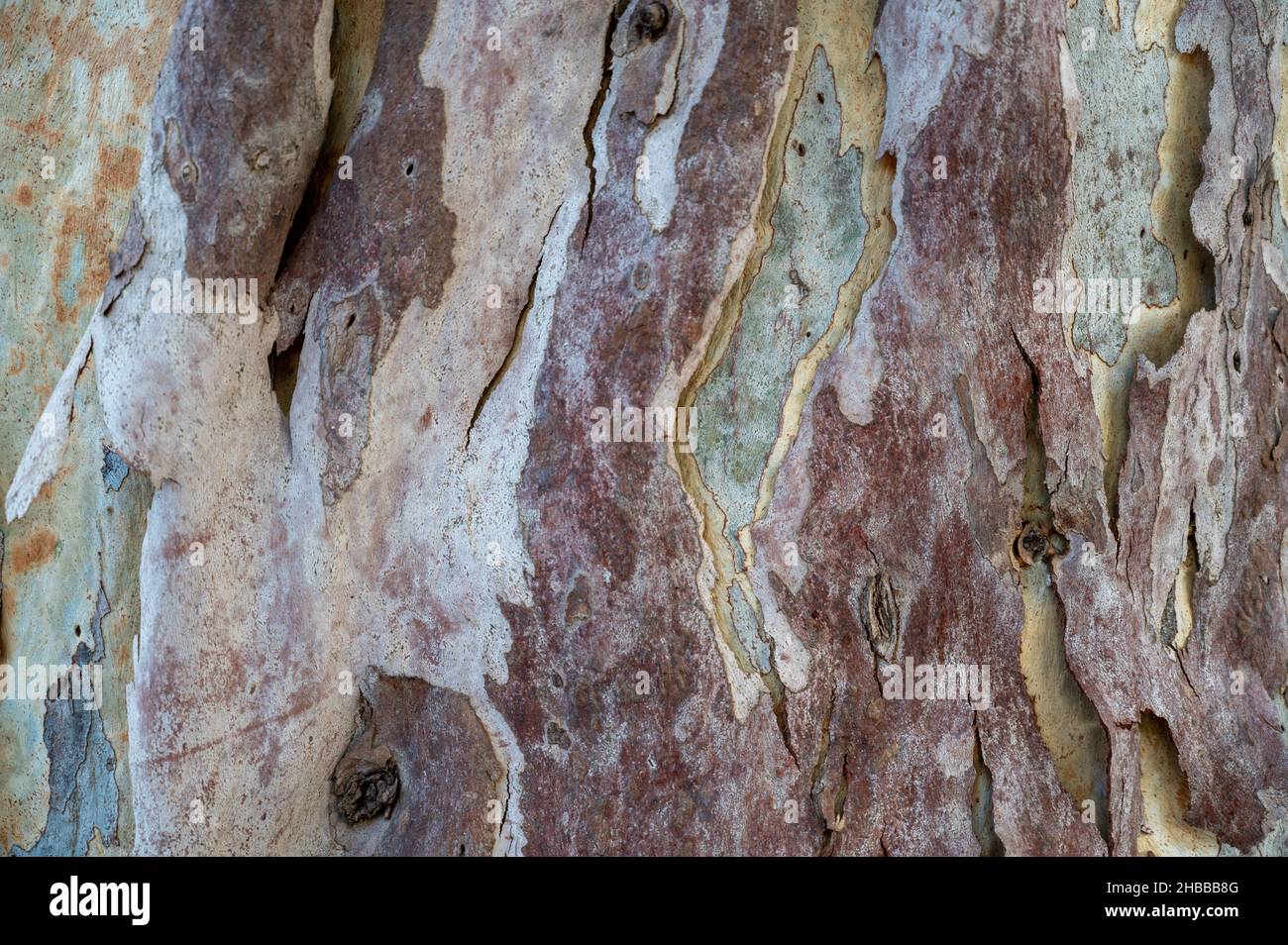 Textured Gum tree Bark euqualipt for background or screen saver close ...