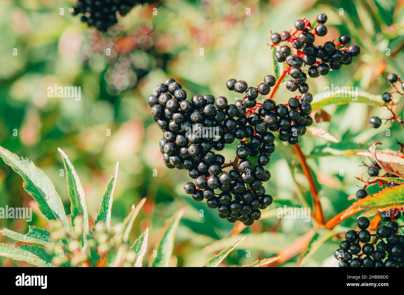Large bunch of black elderberries. Beautiful photo for illustrations ...