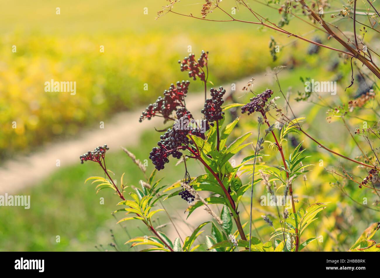 Black elderberry bushes along field road Stock Photo - Alamy