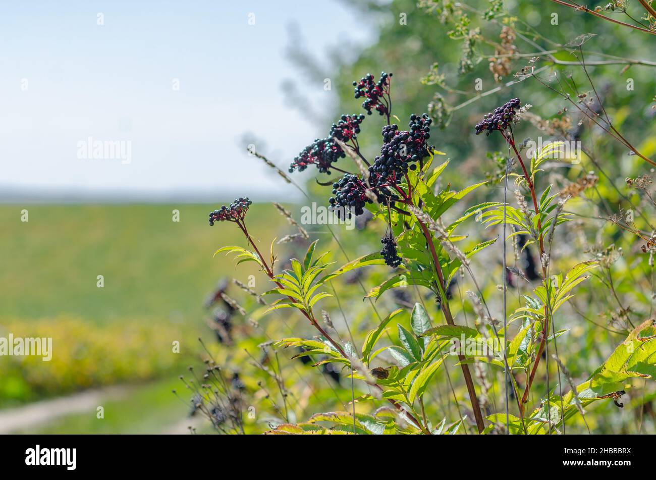 Black elderberry bushes along field road Stock Photo - Alamy