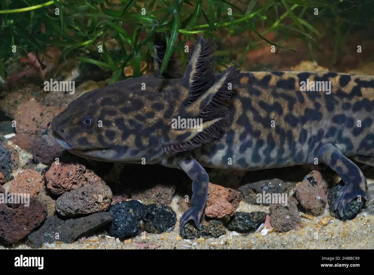 Closeup on an adult of the bizarre and critically endangered neotenic ...