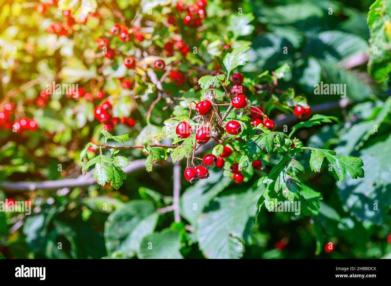 What Is Dog Blood Bush Good For