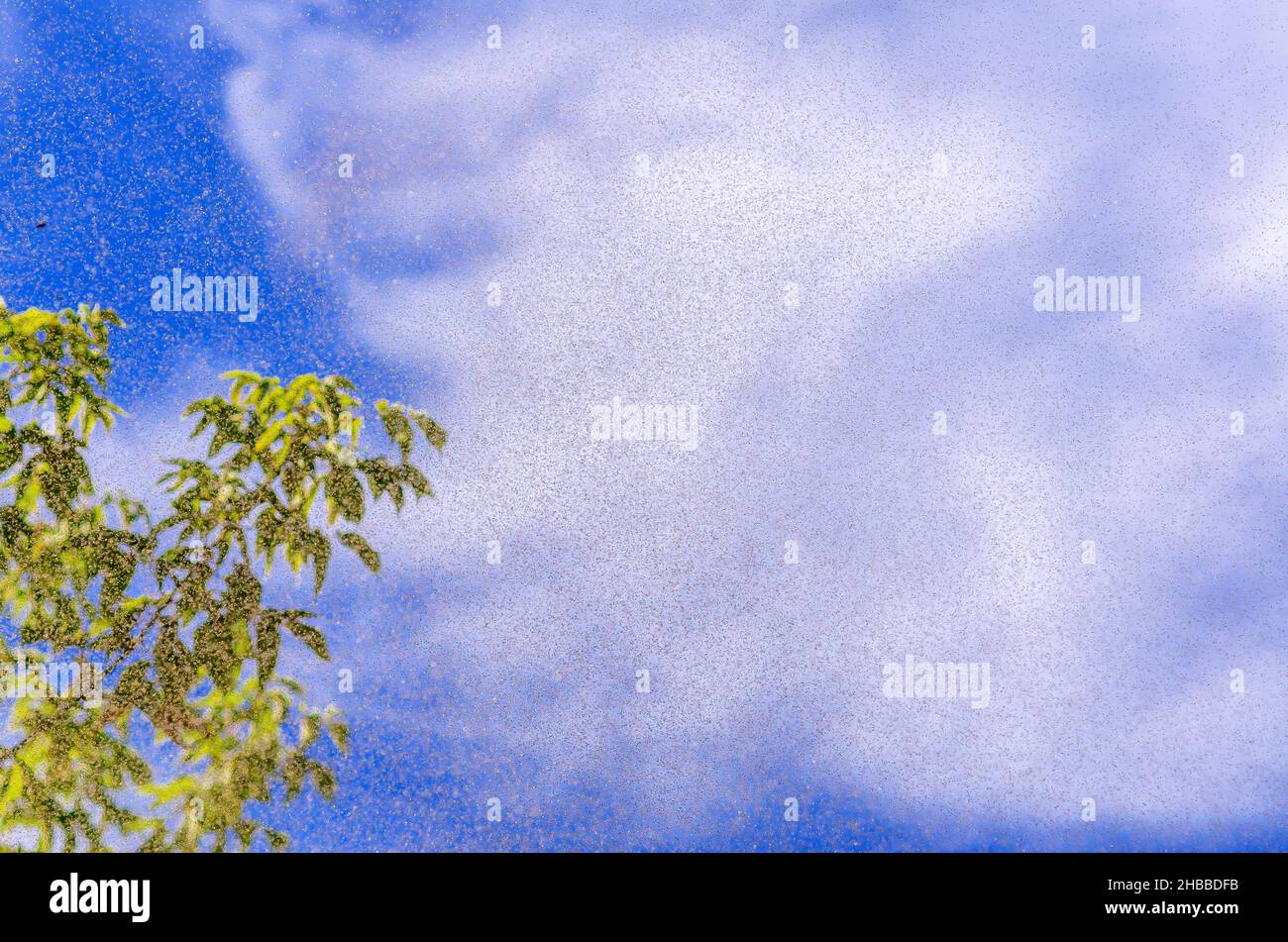 Lots of flies in air on abackground of blue sky with white clouds ...