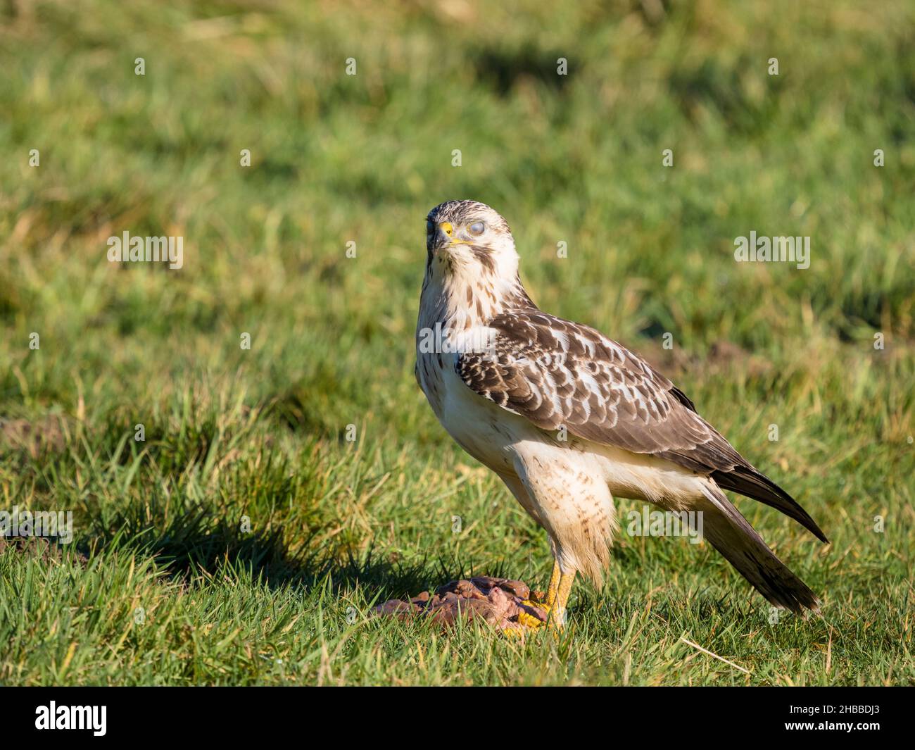 Female common buzzard hi-res stock photography and images - Alamy