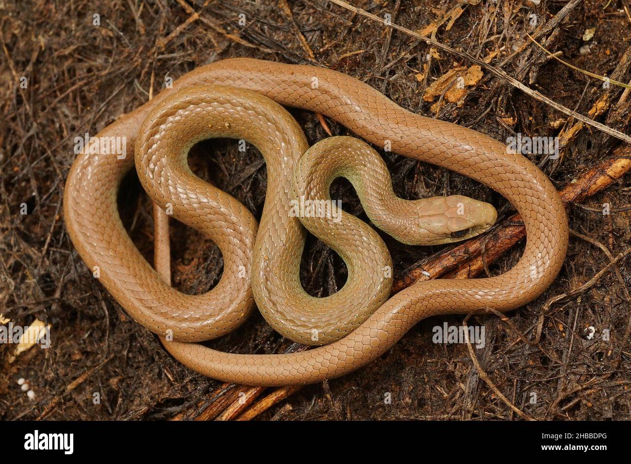 Closeup on an overwintering, pale colored and curled up Western Yellow ...
