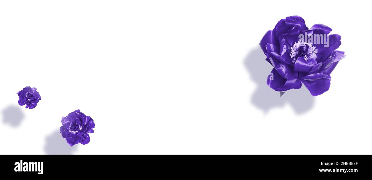 Very peri romance peony flowers falling background. Natural pattern ...