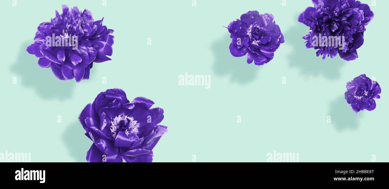 Very peri romance peony flowers falling background. Natural pattern ...