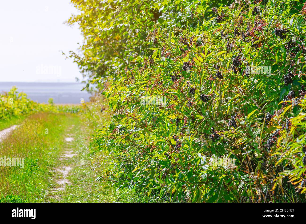 Black elderberry bushes along field road Stock Photo - Alamy