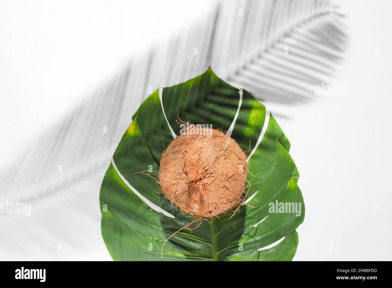 Minimalistic tropical still life. Coconut on monstera leaf with shadows ...