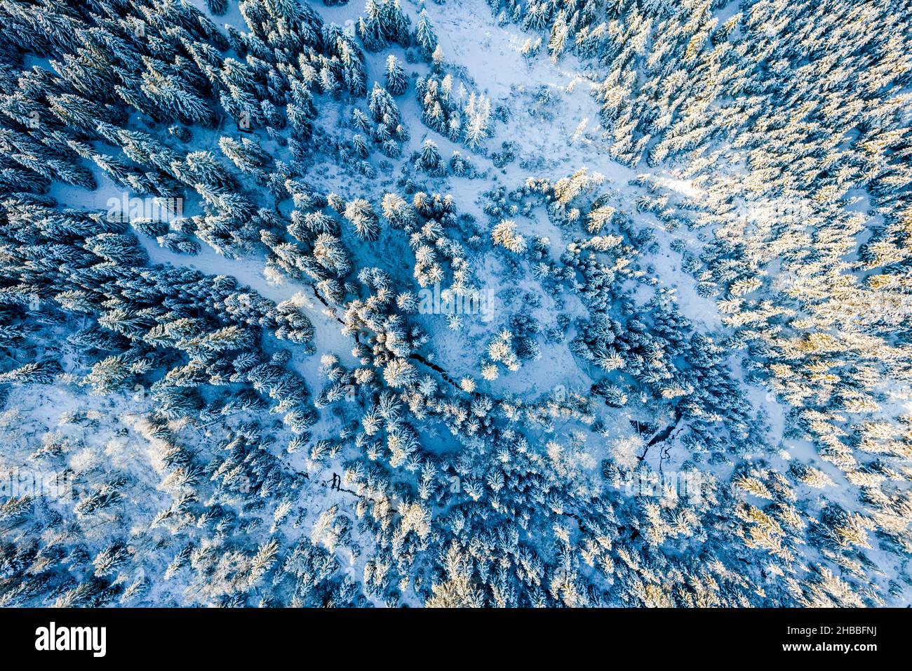 Snowy Spruce Trees in Forest at Sunny Winter Day. Top Down Drone View ...