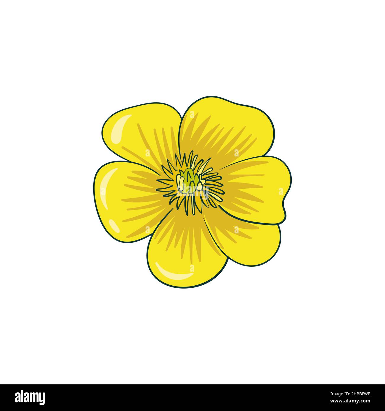 vector color buttercup icon, flower head, isolated Stock Vector Image ...