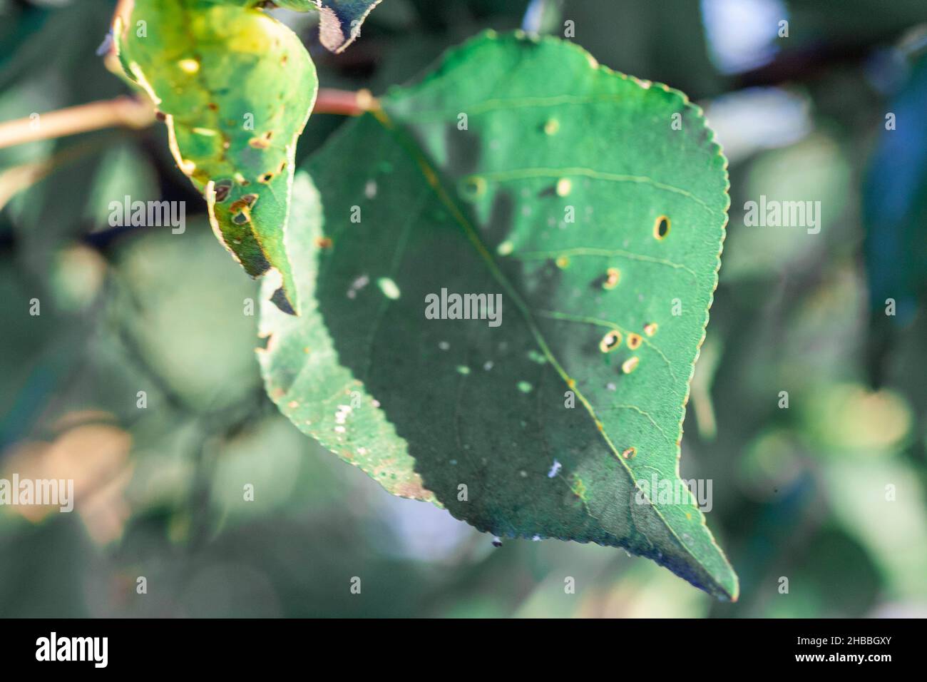Aphids damage leaves parasite pest. Aphidoidea colony damages trees in ...