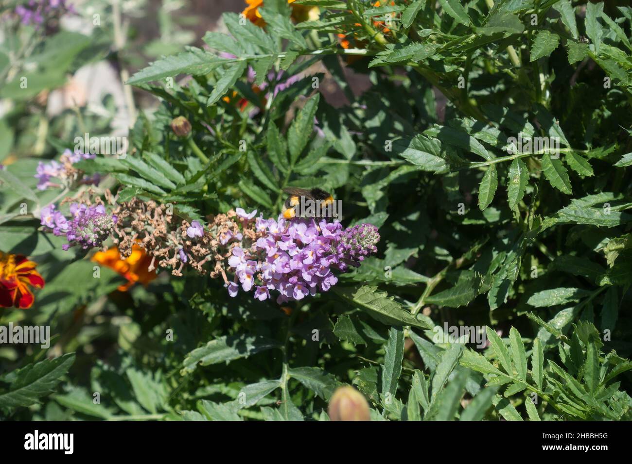 large number of beautiful garden flowers grow Stock Photo - Alamy
