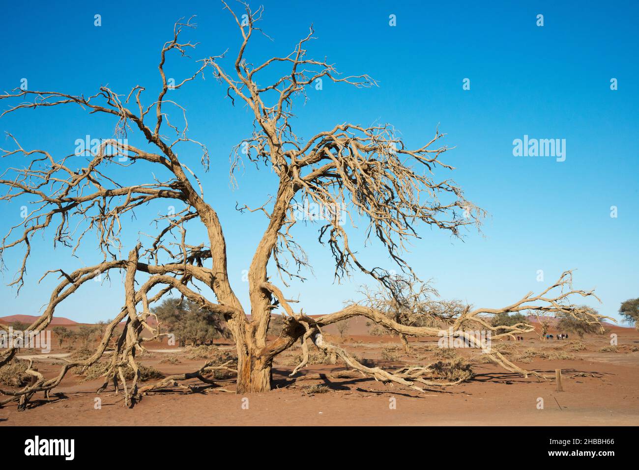 Beautiful tree living in the Namib desert. Blue sky, no people. Namibia ...