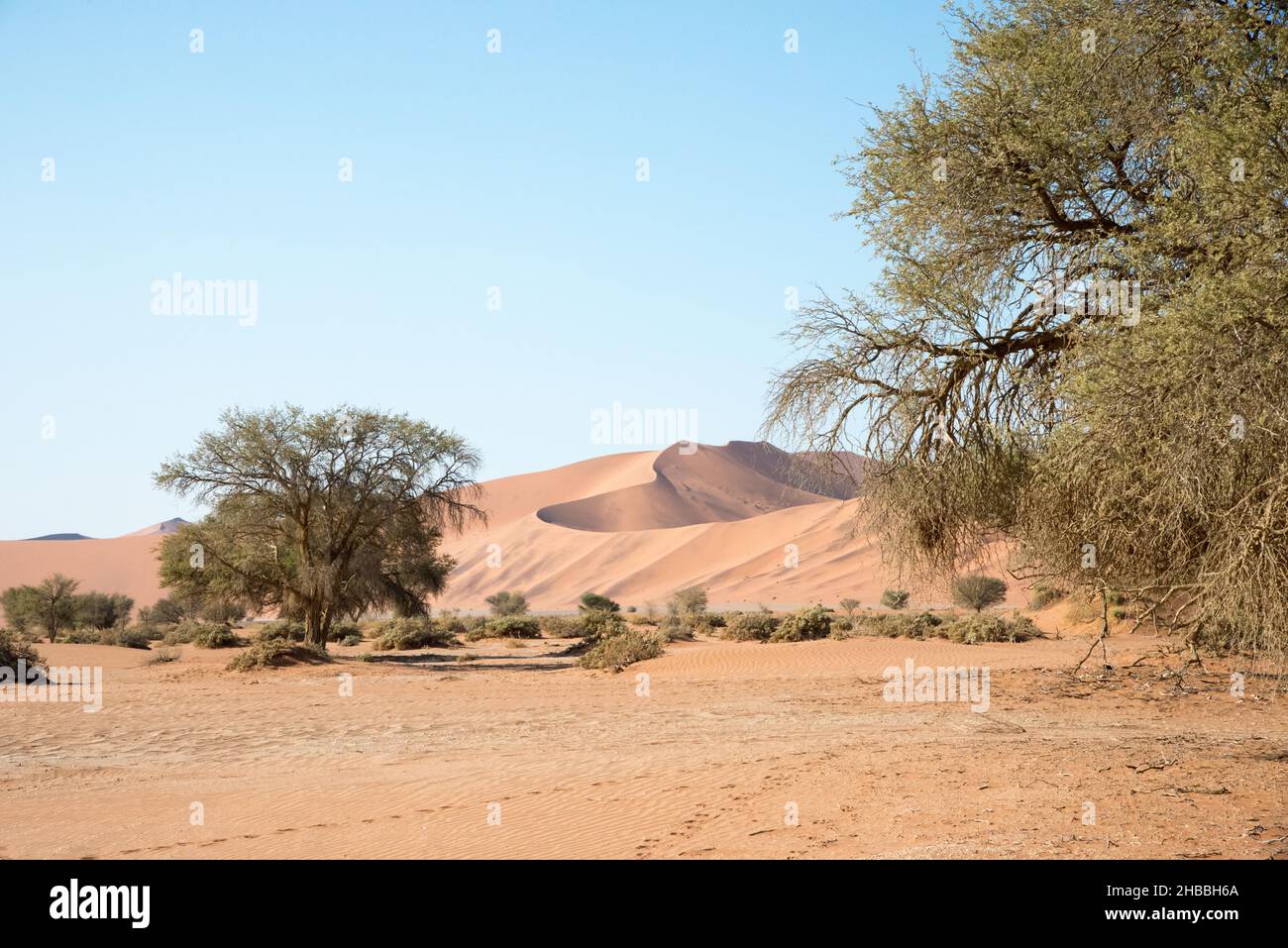 Landscape of Namib desert. Sand dunes and trees. Namibia. Africa Stock ...