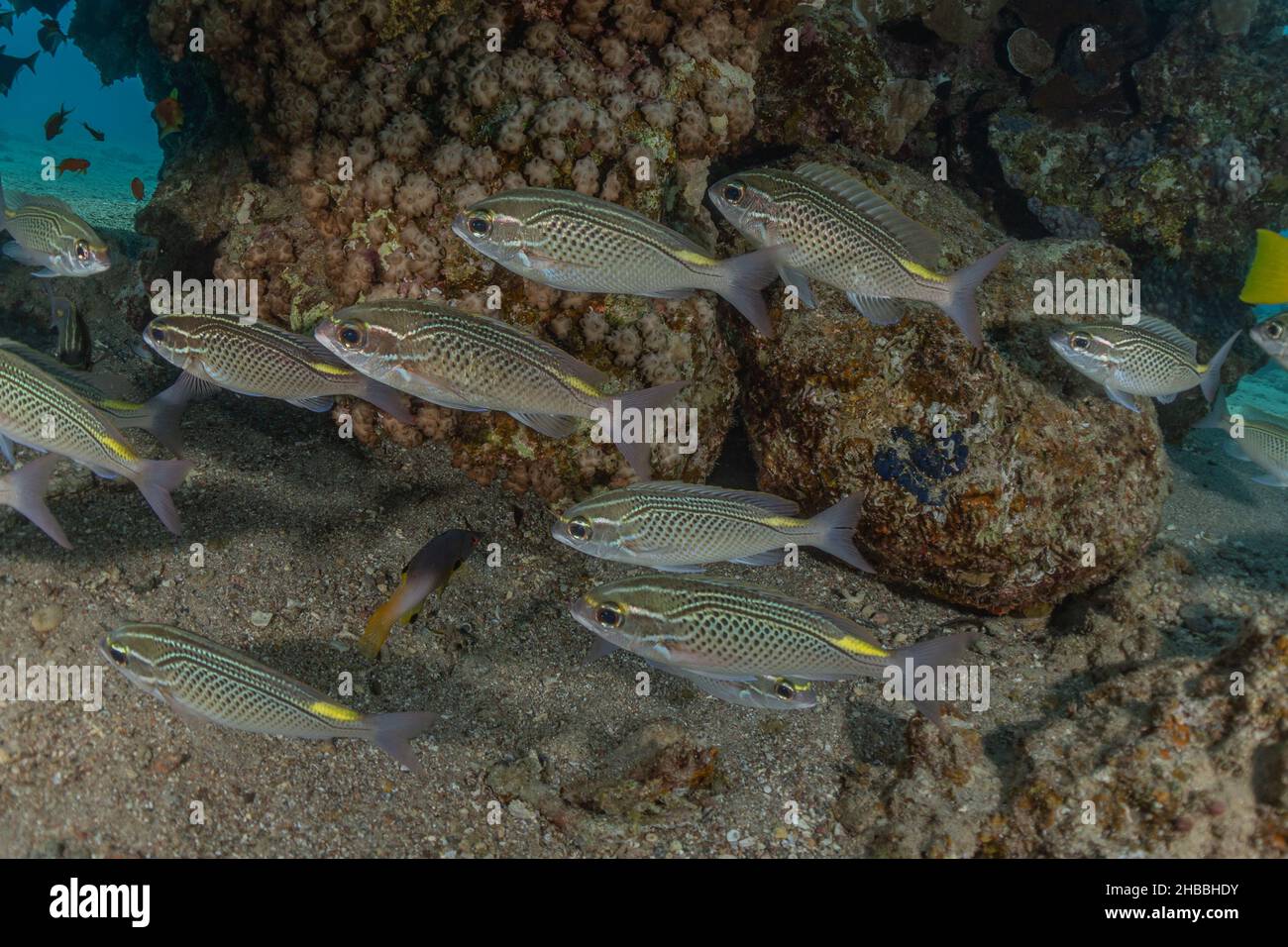 Fish swim in the Red Sea, colorful fish, Eilat Israel Stock Photo - Alamy