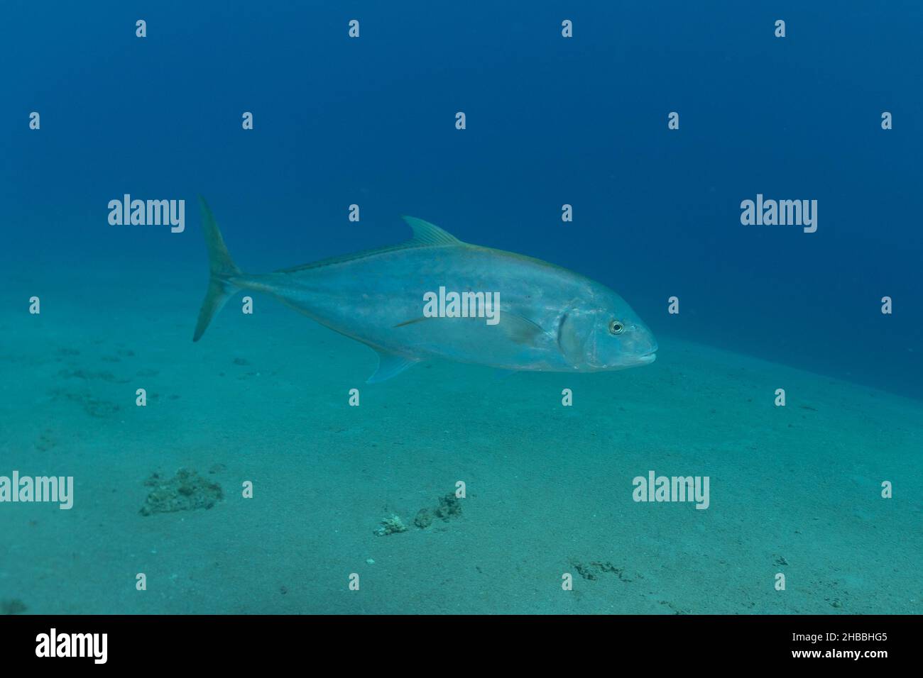 Fish swim in the Red Sea, colorful fish, Eilat Israel Stock Photo - Alamy
