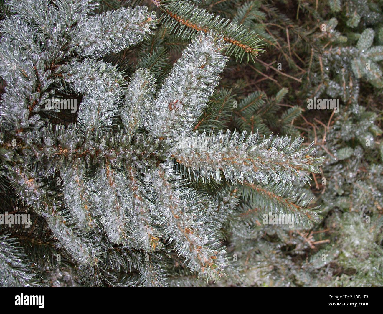 Amazing natural phenomena, close up photography, Icy blades of grass ...