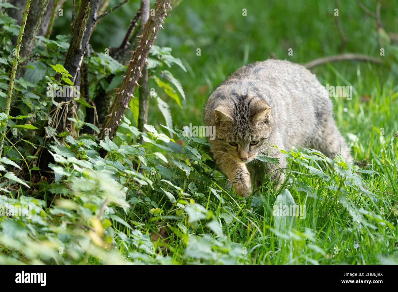 Bush baby claws hi-res stock photography and images - Alamy