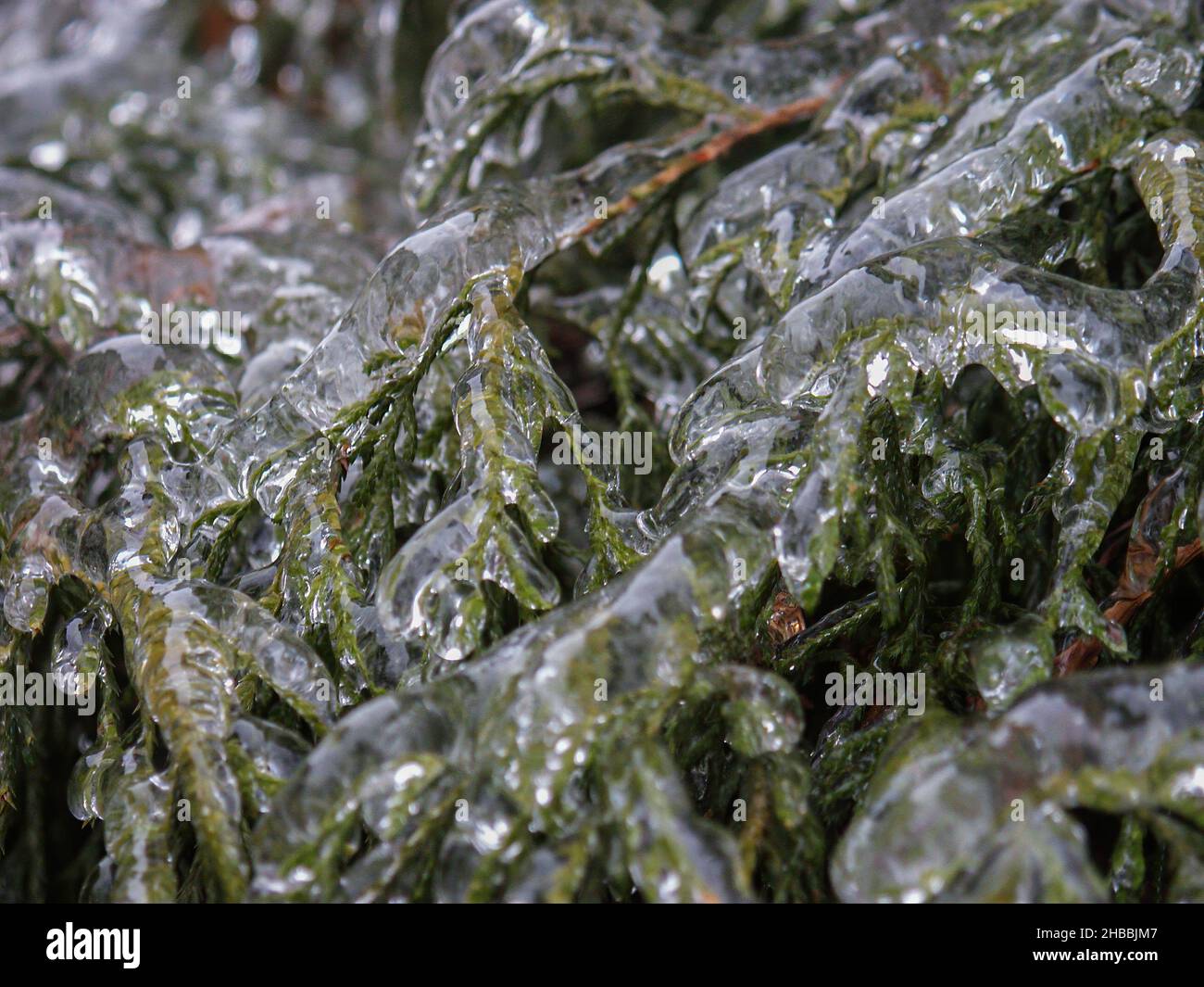 Amazing natural phenomena, close up photography, Icy blades of grass ...