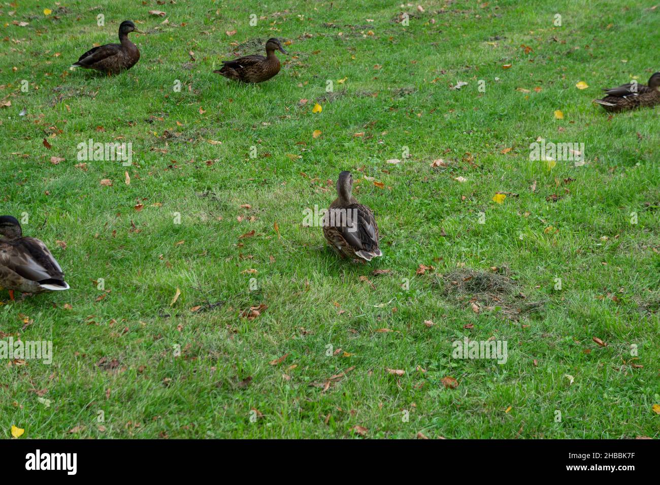 Domestic duck nest hi-res stock photography and images - Alamy