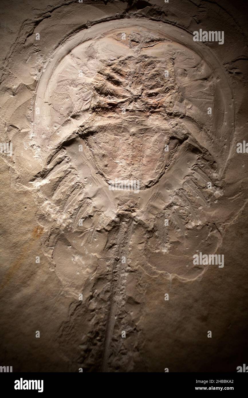 Fossil of a prehistoric creature Stock Photo - Alamy