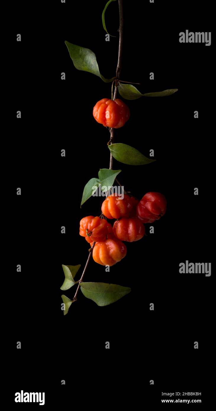 surinam cherries or pitanga fruit also known as brazilian cherry or ...