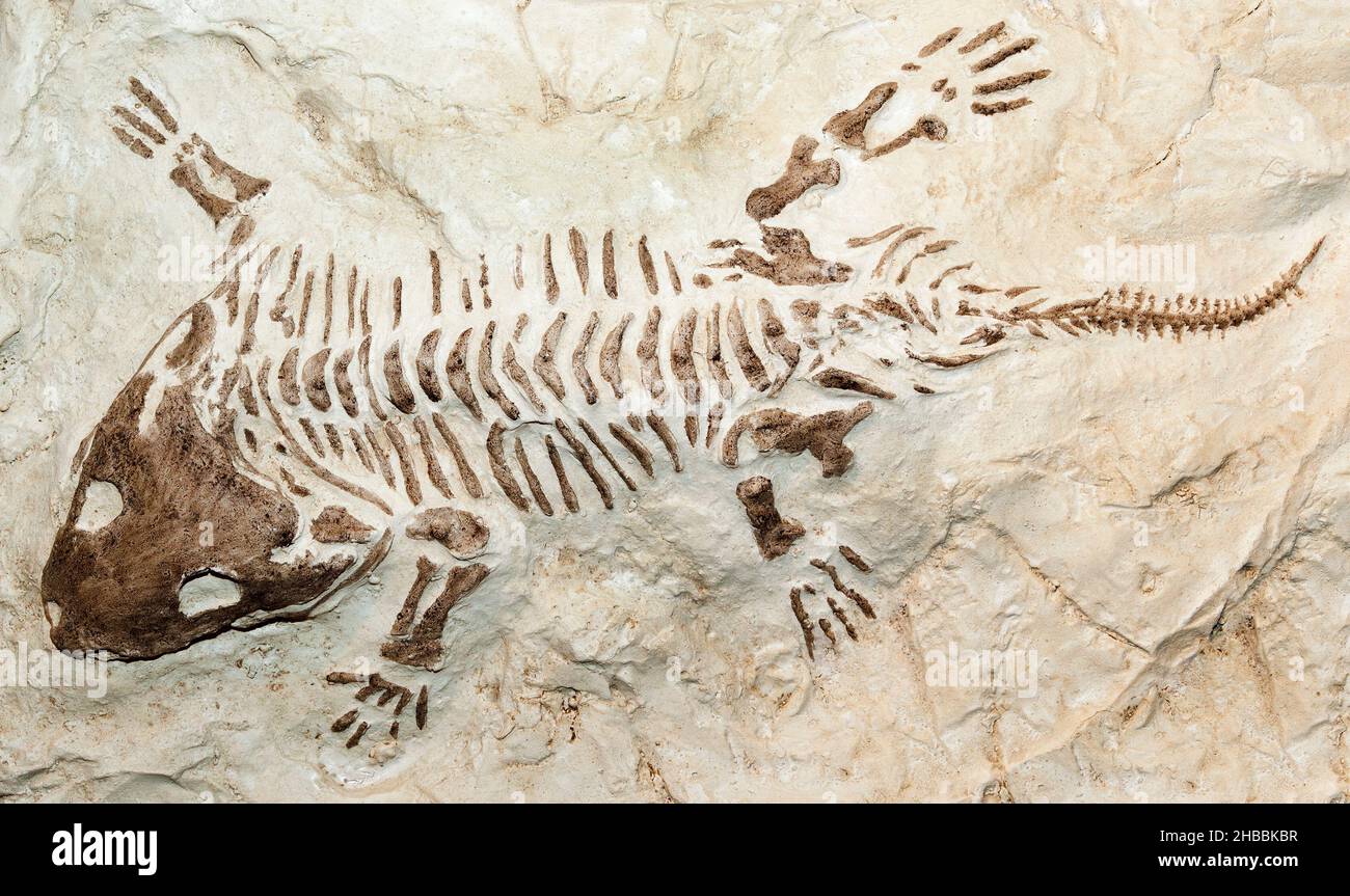 Fossil of a prehistoric creature Stock Photo - Alamy