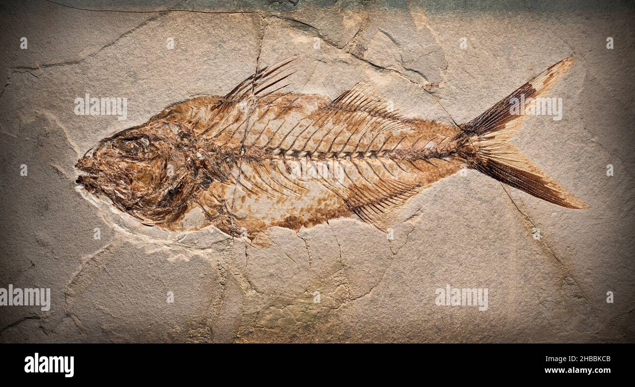 Fossil of a prehistoric creature Stock Photo - Alamy