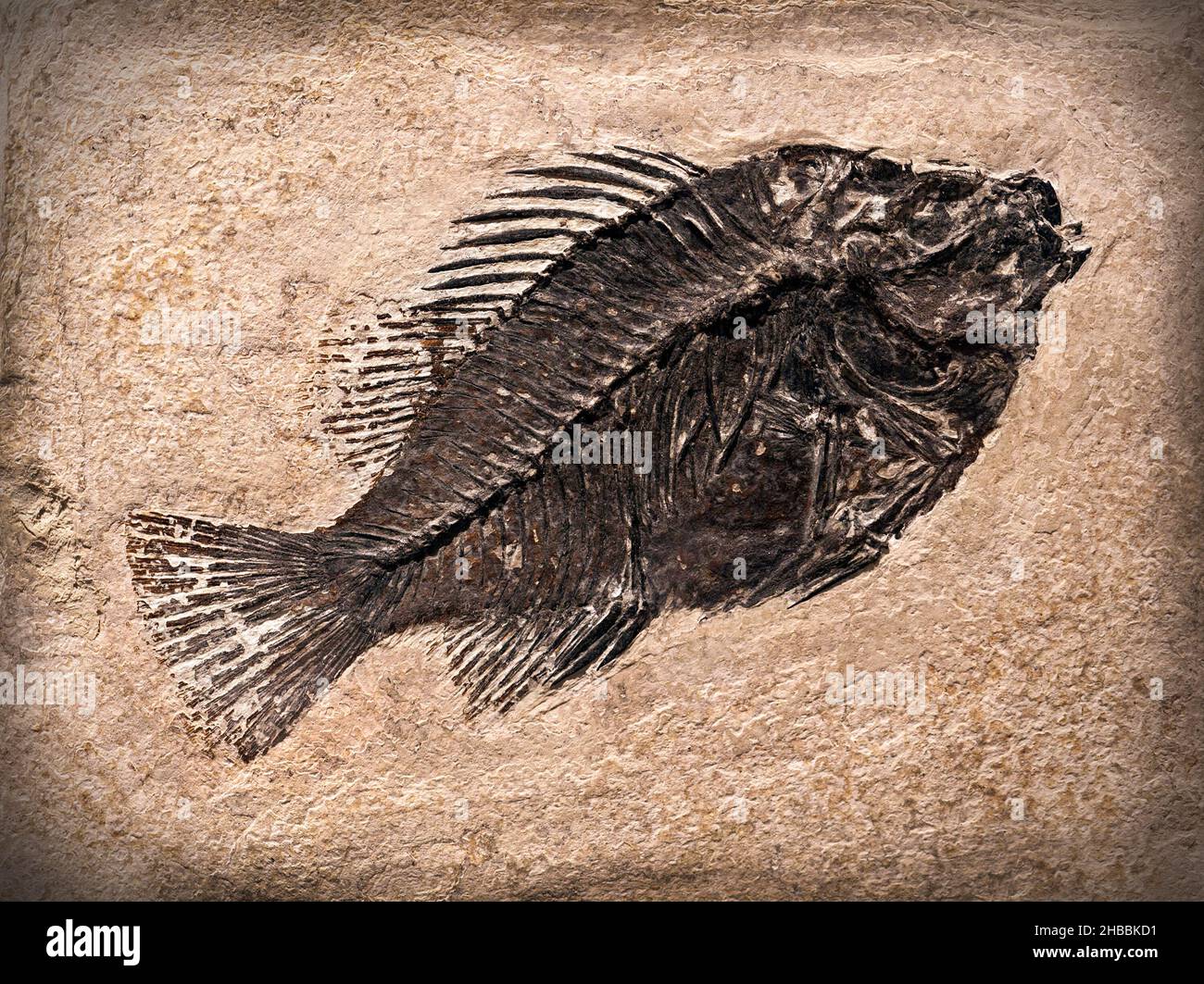 Fossil of a prehistoric creature Stock Photo - Alamy