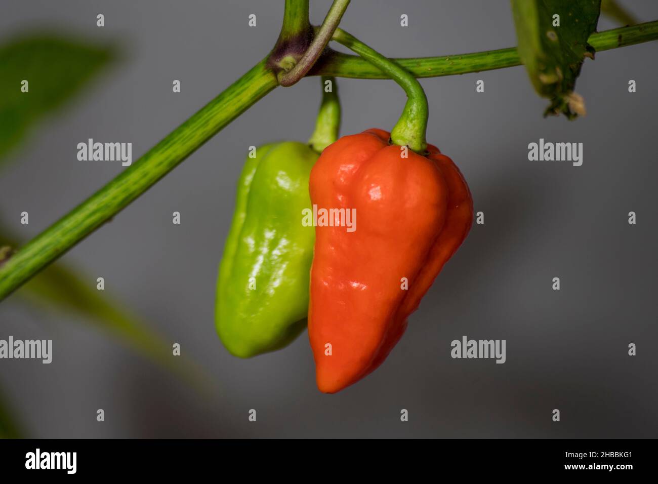 Trinidad seven pot pepper hi-res stock photography and images - Alamy