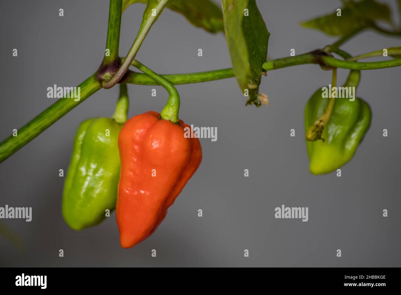 7 pot chili hi-res stock photography and images - Alamy
