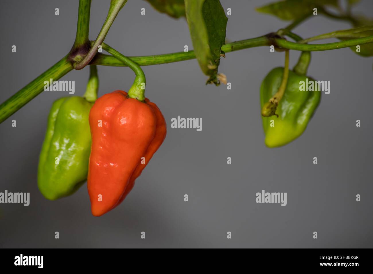 Trinidad seven pot pepper hi-res stock photography and images - Alamy