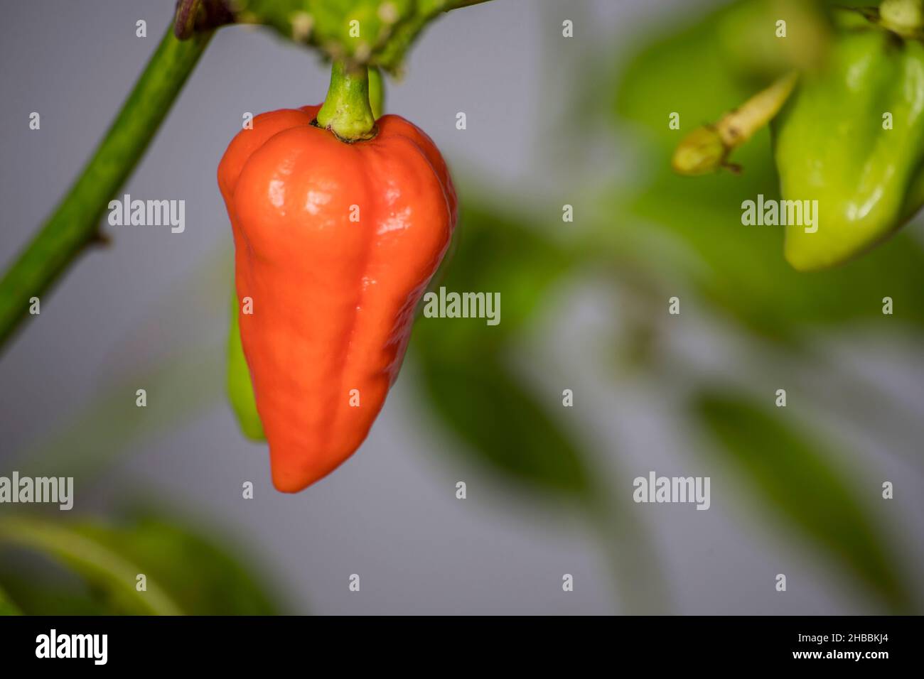 Trinidad seven pot pepper hi-res stock photography and images - Alamy