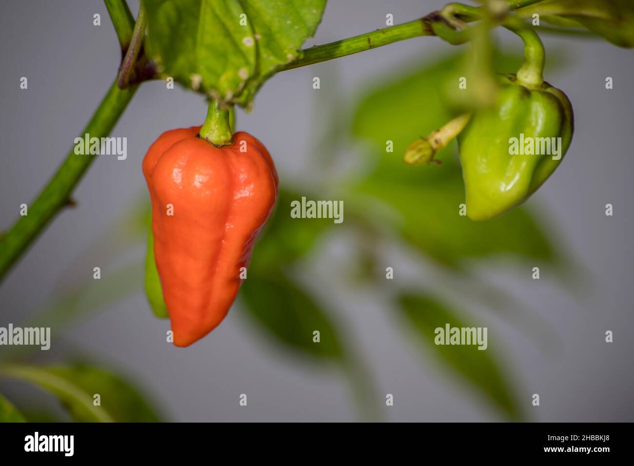 Trinidad seven pot pepper hi-res stock photography and images - Alamy